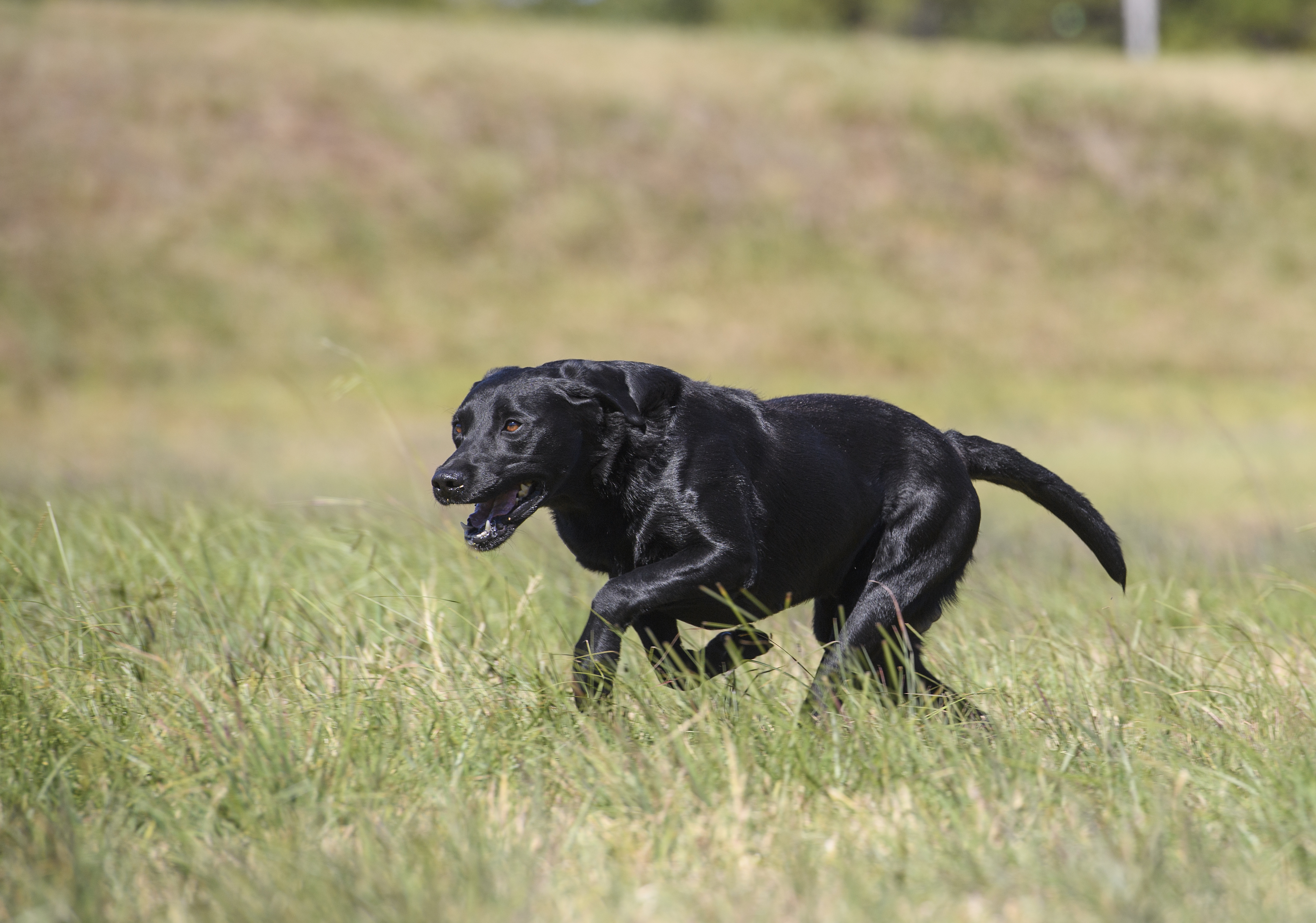 Why the world's best dogs are trained in Oxford, Mississippi - Oxford ...